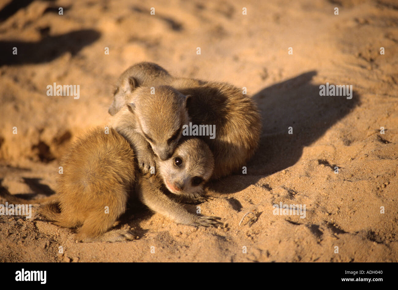 Baby meerkat behaviour hi-res stock photography and images - Alamy