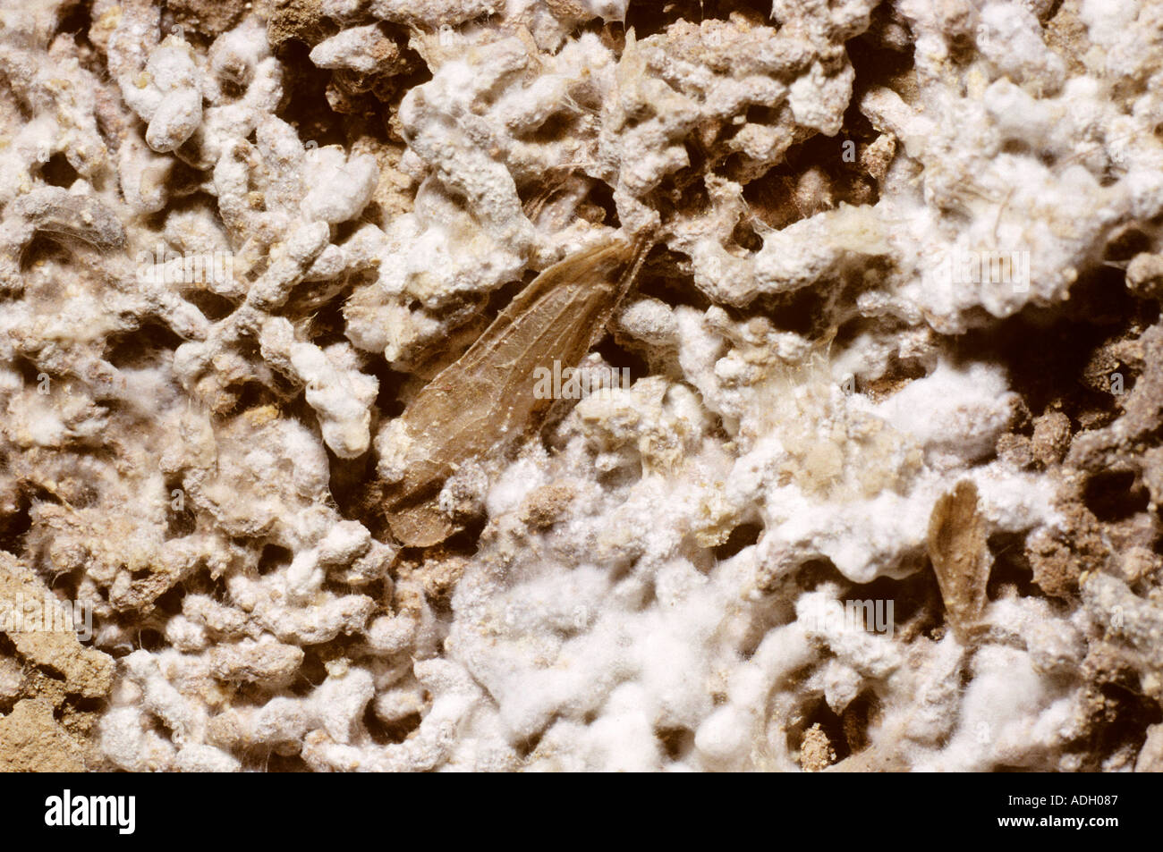 Insect wing in bat guano in a cave South Wales UK with fungus growing ...