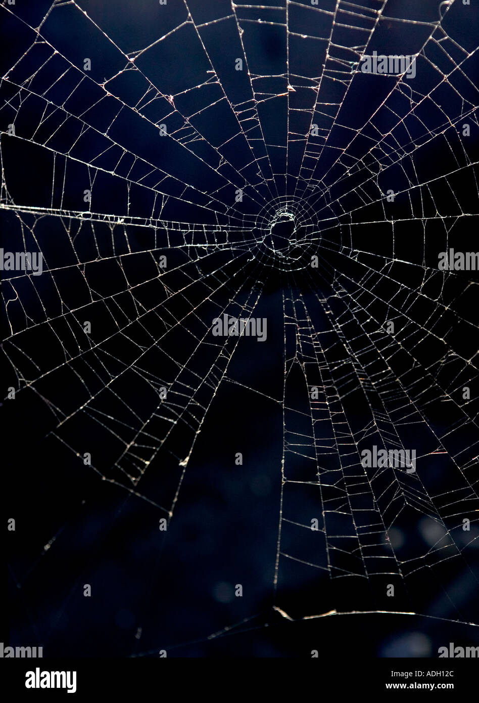 An intricate spider web Stock Photo - Alamy