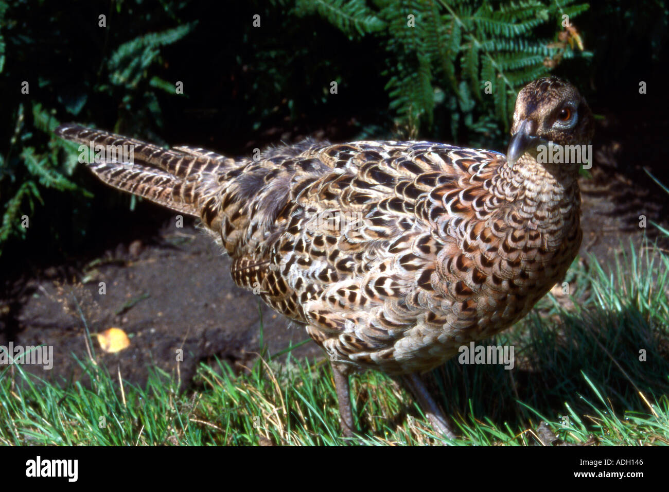 Female hen pheasant hi-res stock photography and images - Alamy