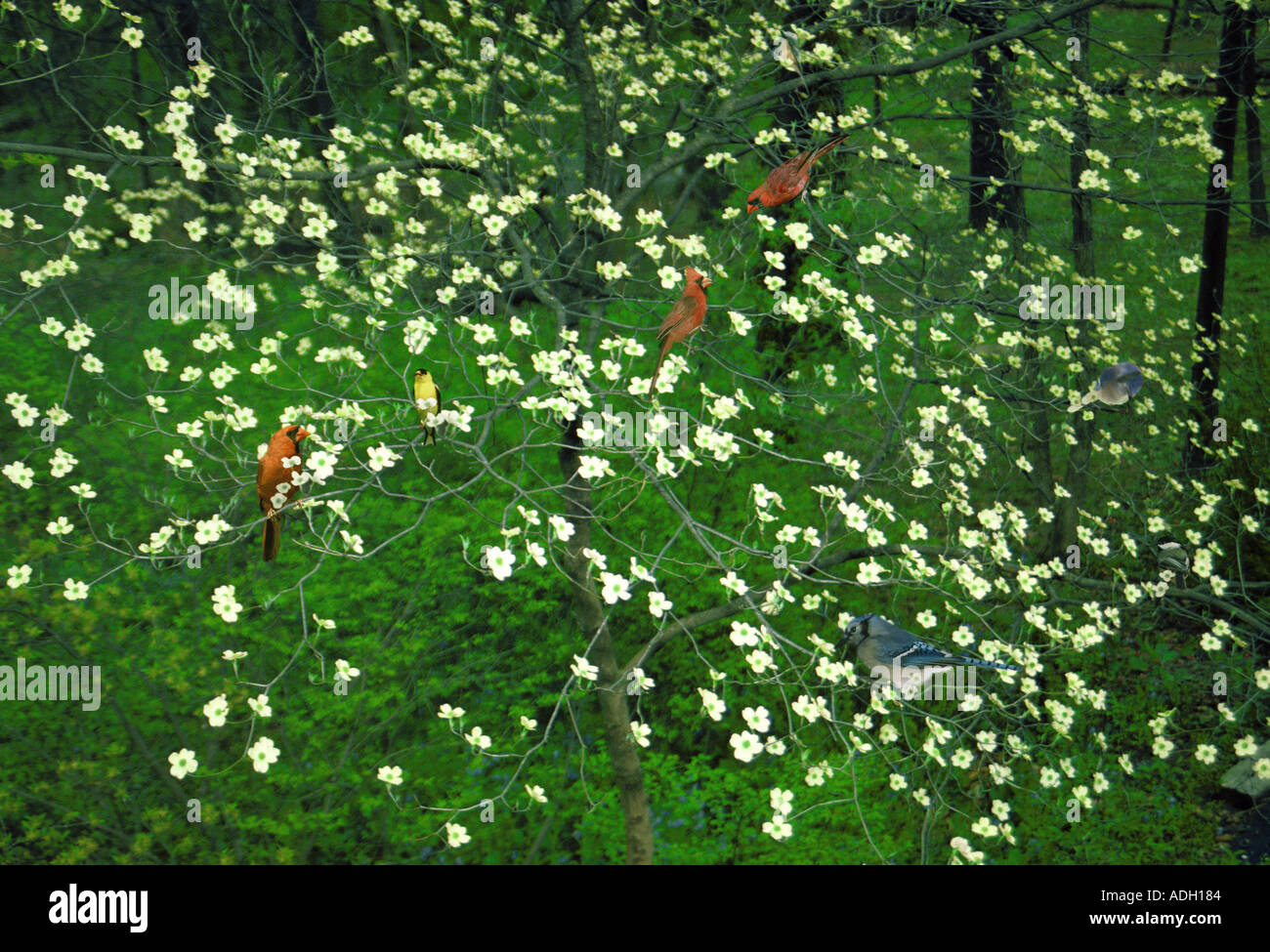 Medium tree finches hi-res stock photography and images - Alamy