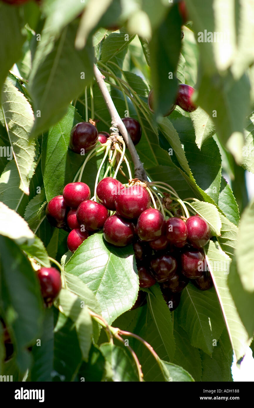 Bunch bing cherries on branch hi-res stock photography and images - Alamy