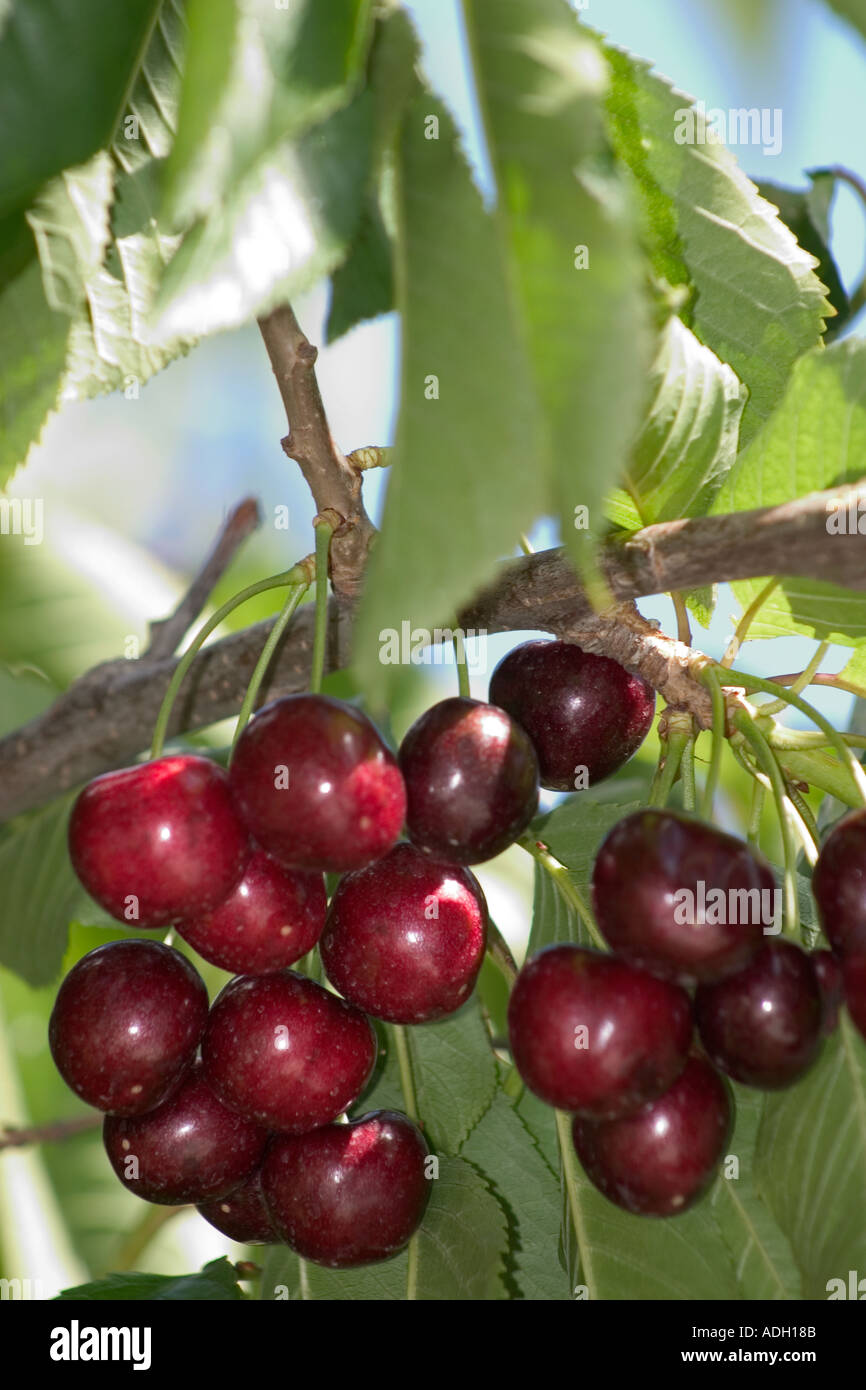 Bunch bing cherries on branch hi-res stock photography and images - Alamy
