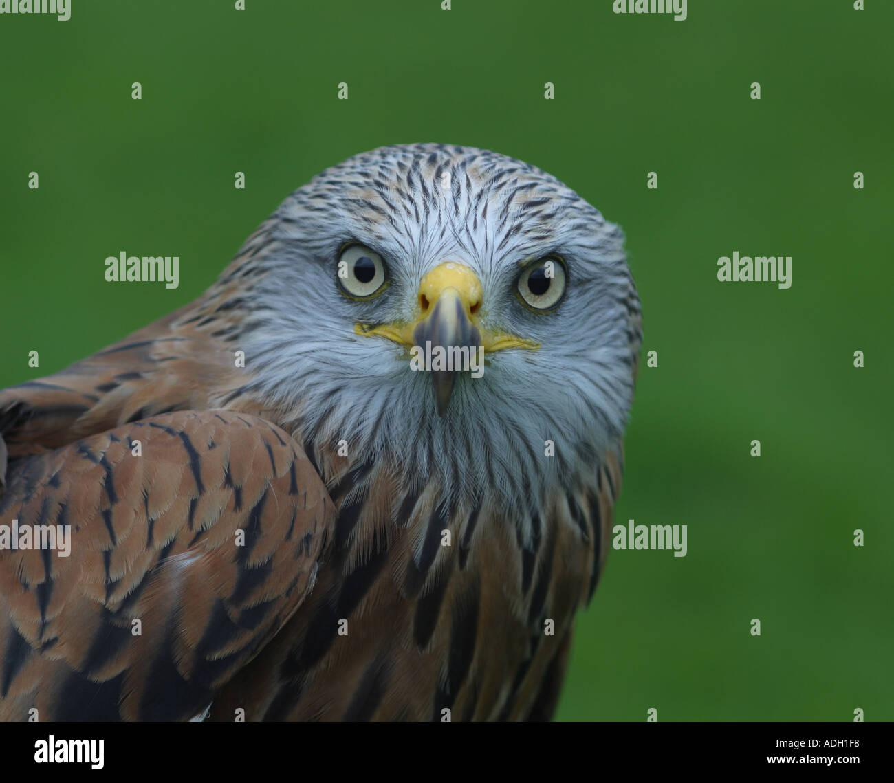 Kite bird species hi-res stock photography and images - Alamy