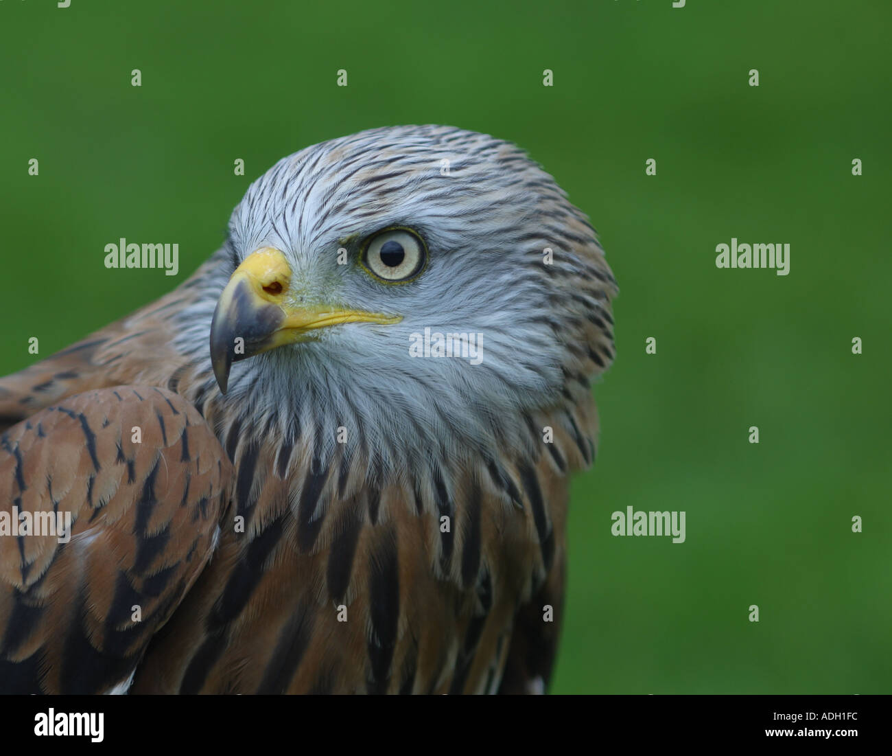 Red kite british isles hi-res stock photography and images - Alamy