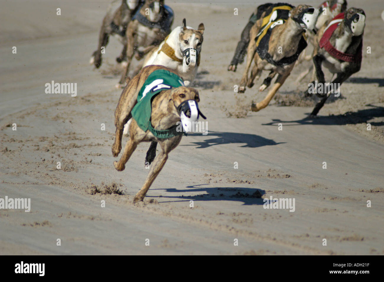 Dog Races in Florida Stock Photo - Alamy