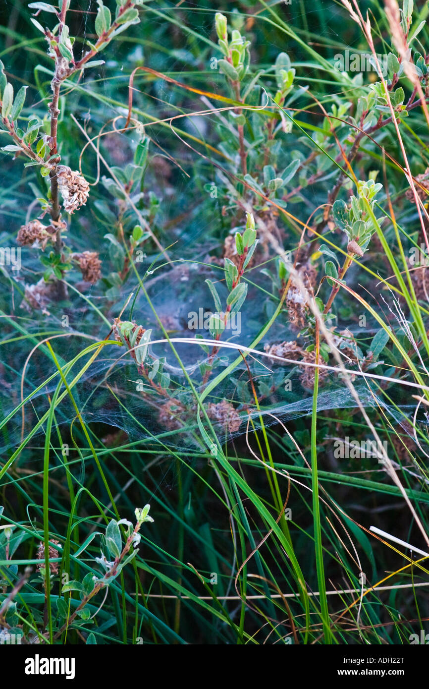 Funnel spider web Stock Photo - Alamy