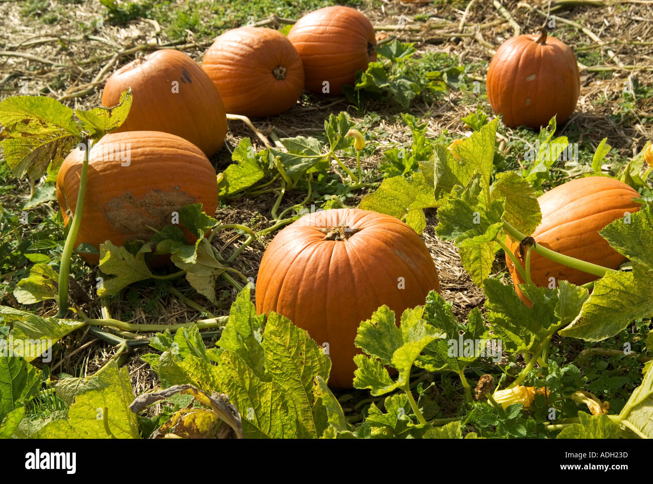 Pumpkins growing in a field Stock Photo - Alamy