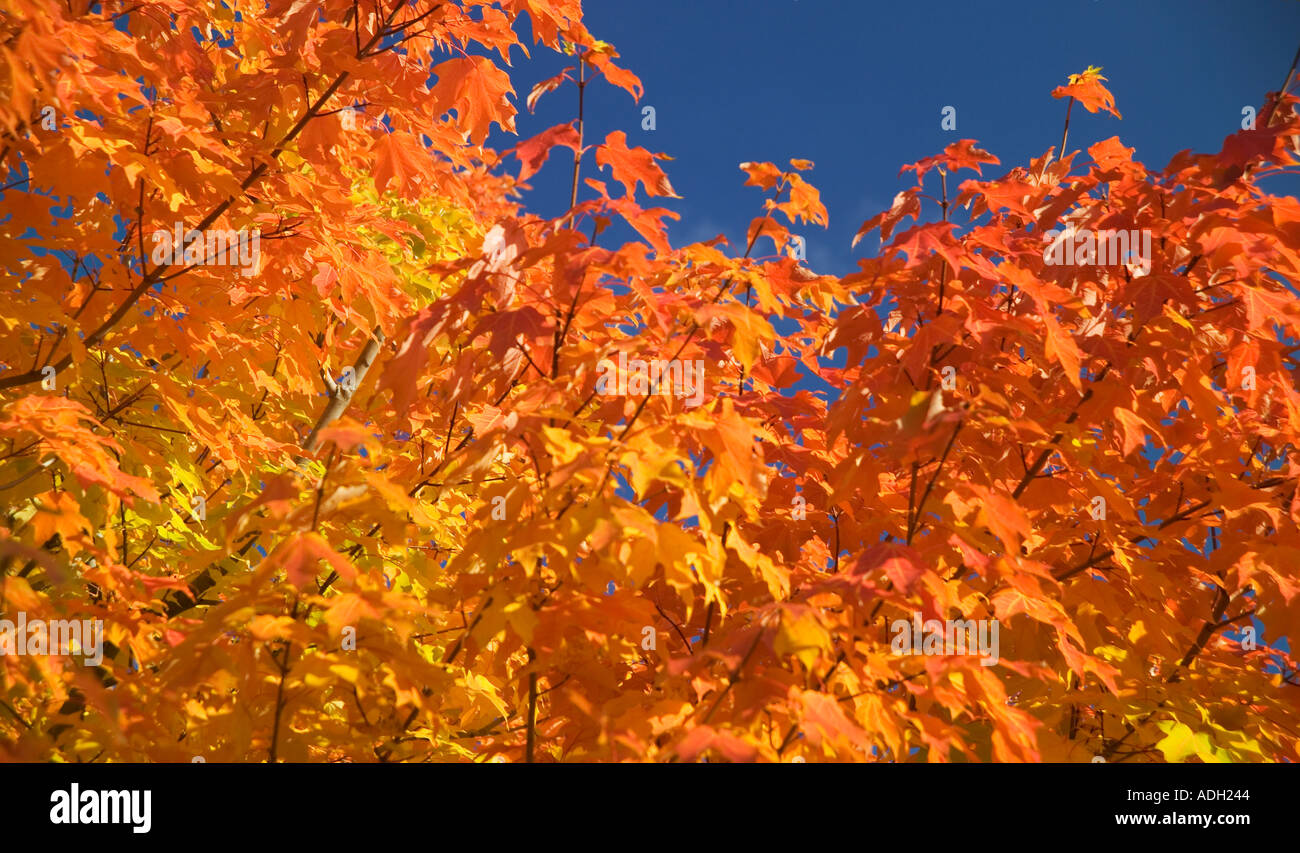 Trees in full autumn color Stock Photo - Alamy