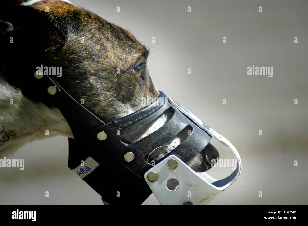 Dog Races in Florida Stock Photo - Alamy