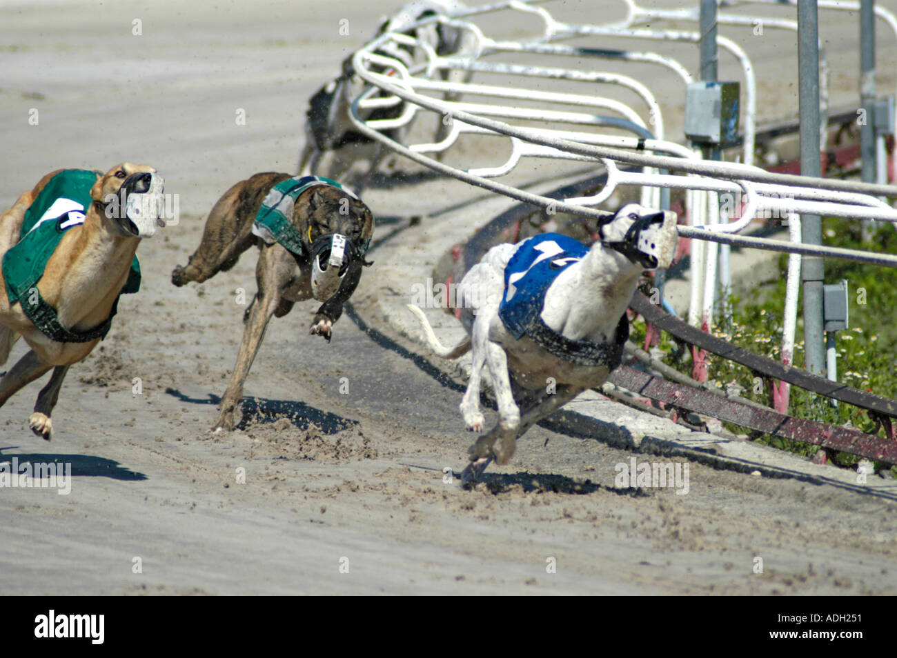 Dog Races in Florida Stock Photo - Alamy