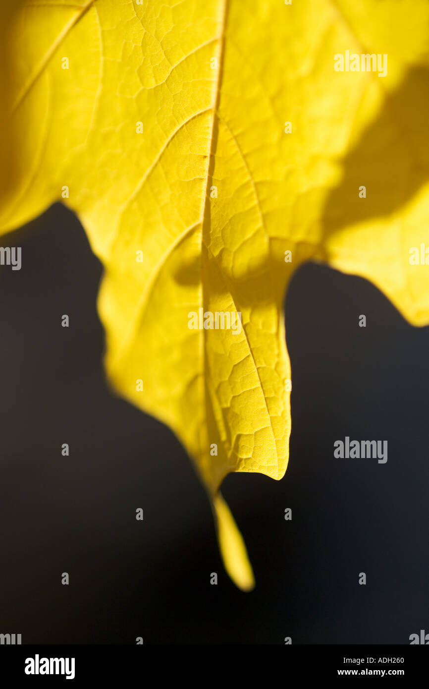 Vertical closeup yellow leaf hi-res stock photography and images - Alamy