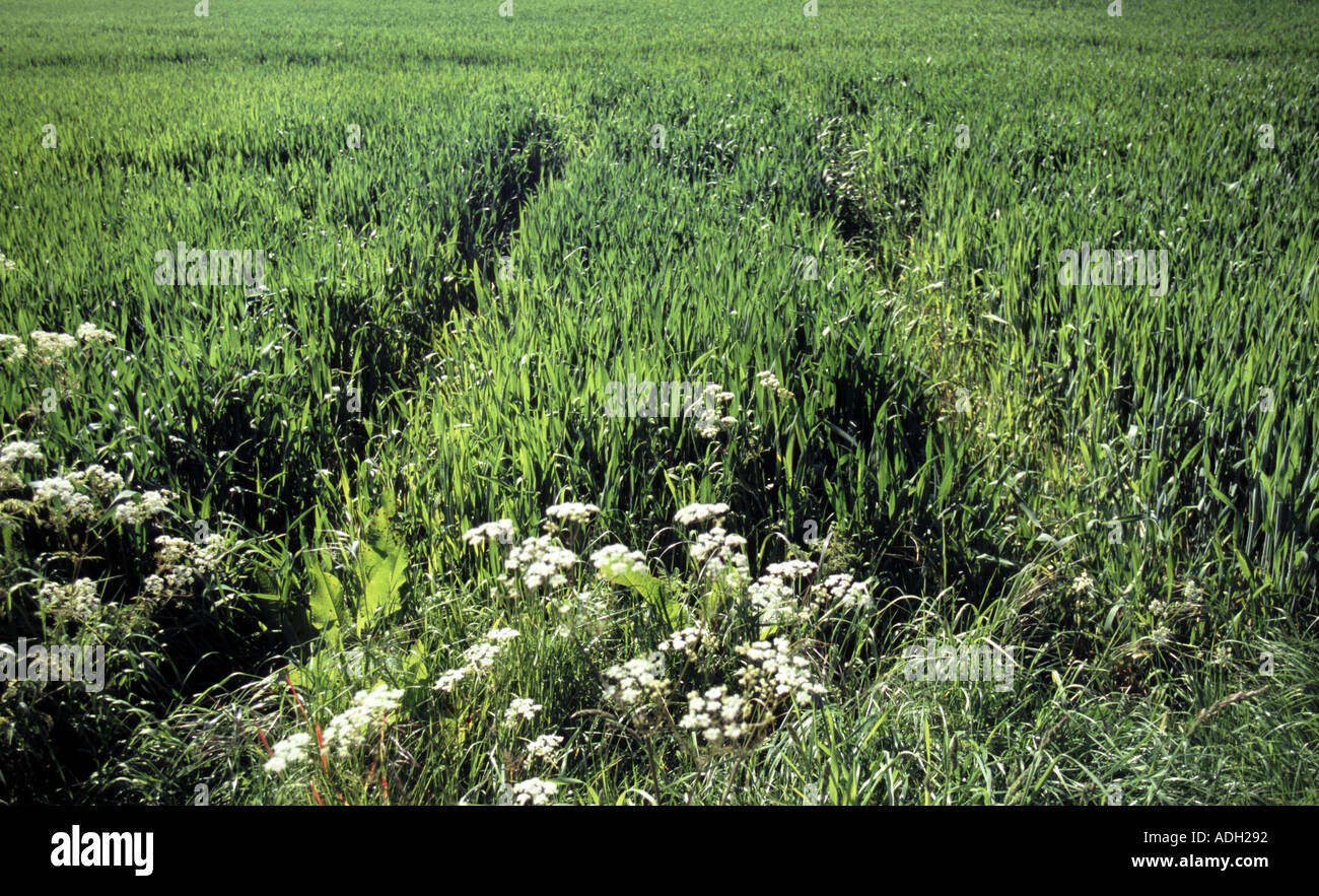 GREEN AND PLEASANT LAND 02 fields near caldy wirral england THIS IS 1 ...