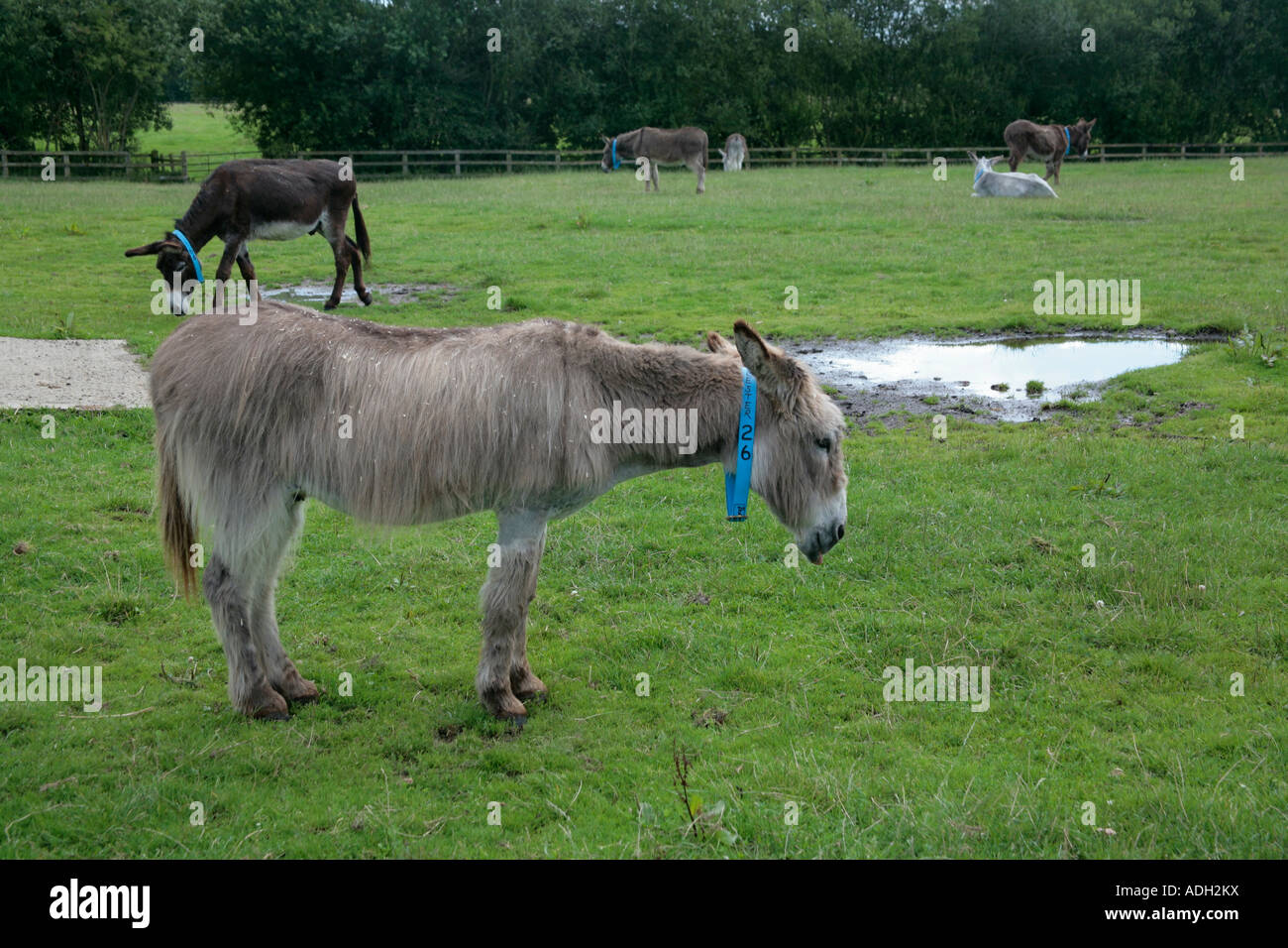 Donkey sanctuary uk hi-res stock photography and images - Alamy