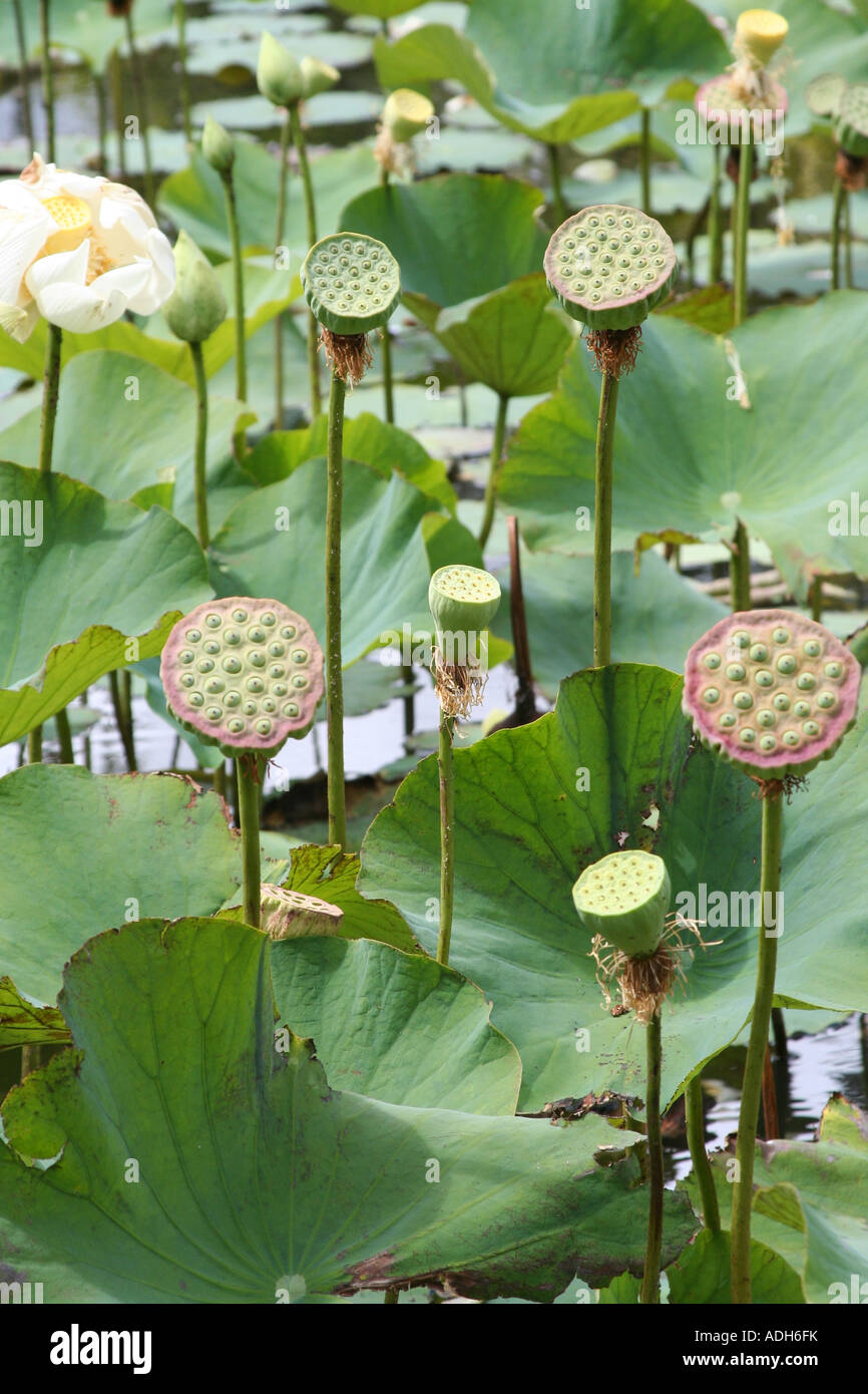 Lotus flower seed heads Stock Photo - Alamy