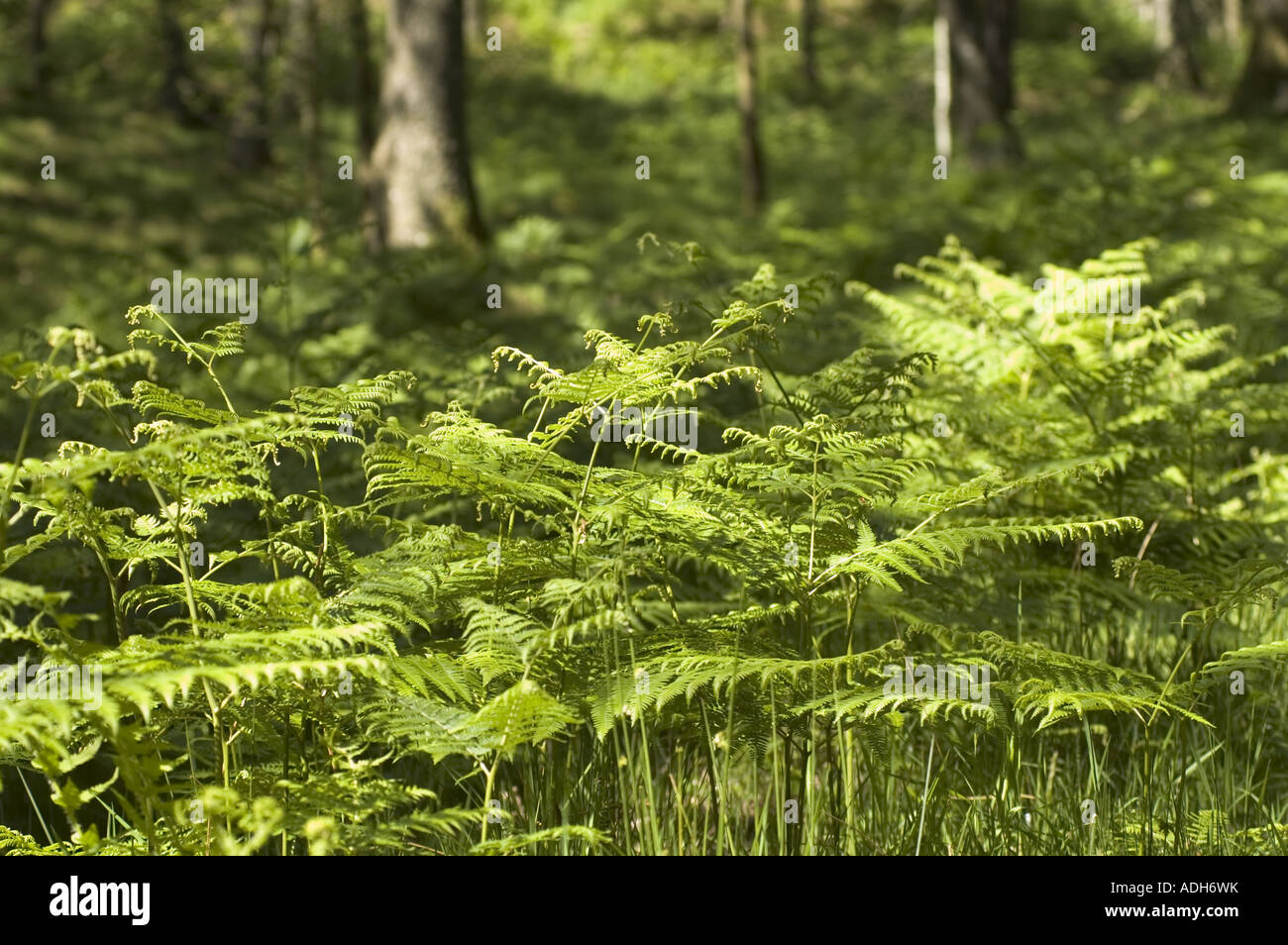 Ferns in the forest, Tarn Hows, Lake district, UK Stock Photo - Alamy