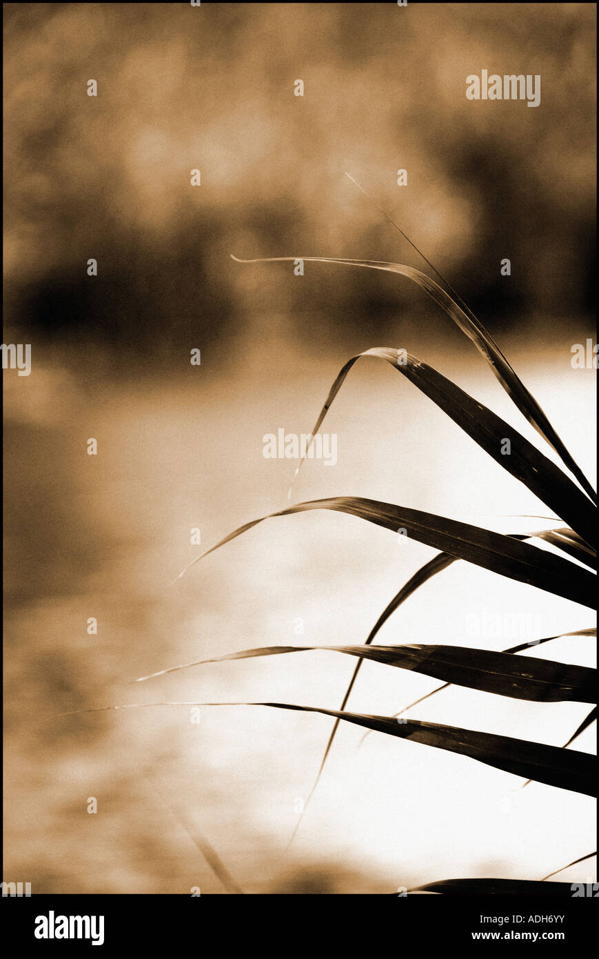 Bull reeds hi-res stock photography and images - Alamy