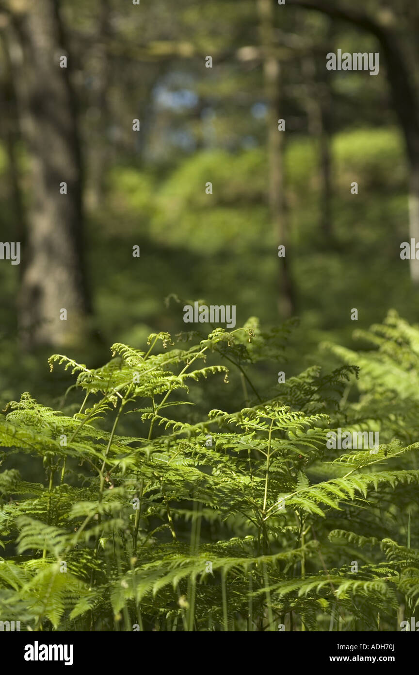 Ferns in the forest, Tarn Hows, Lake district, Cumbria UK Stock Photo ...