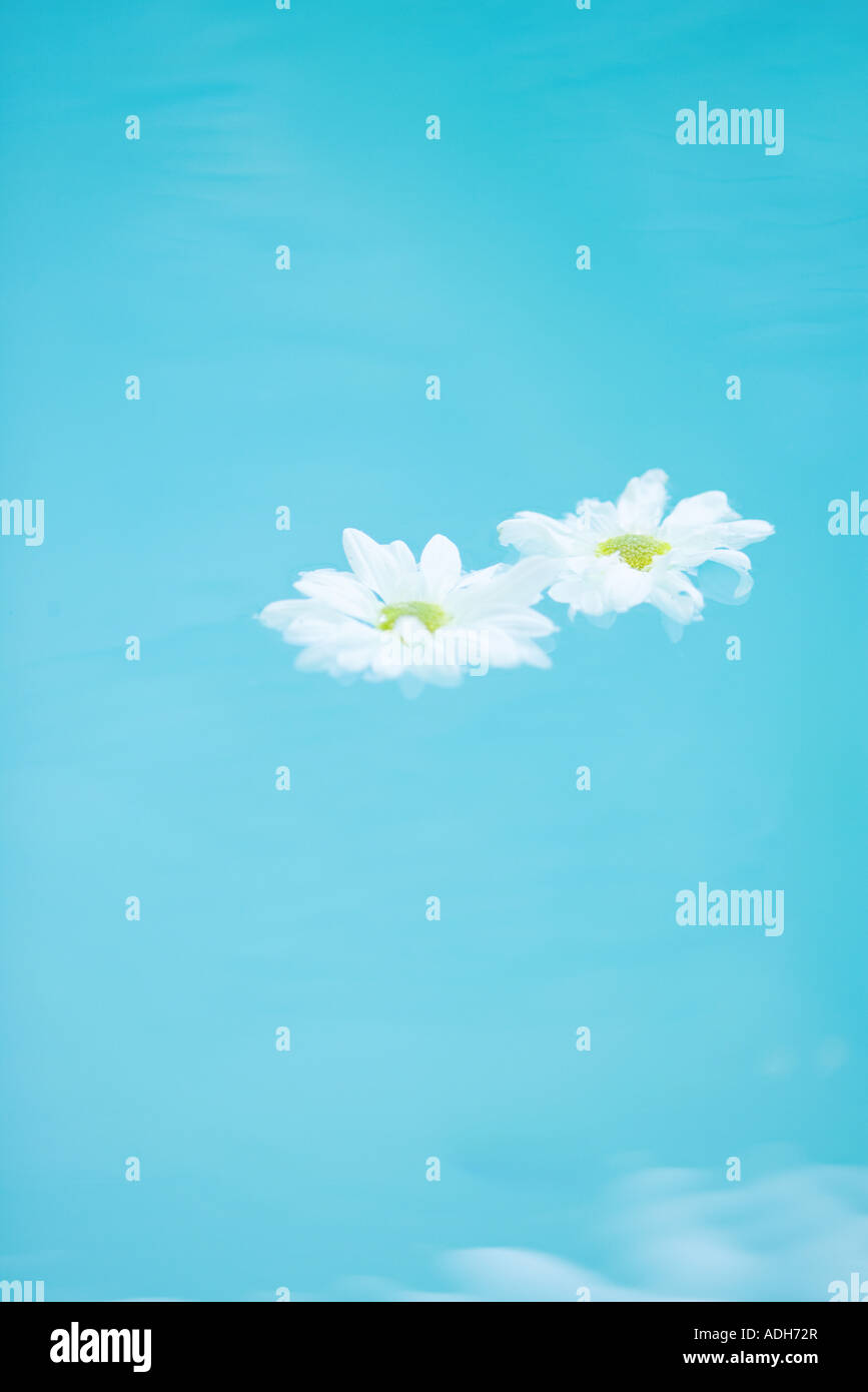 Daisies floating on surface of water Stock Photo - Alamy