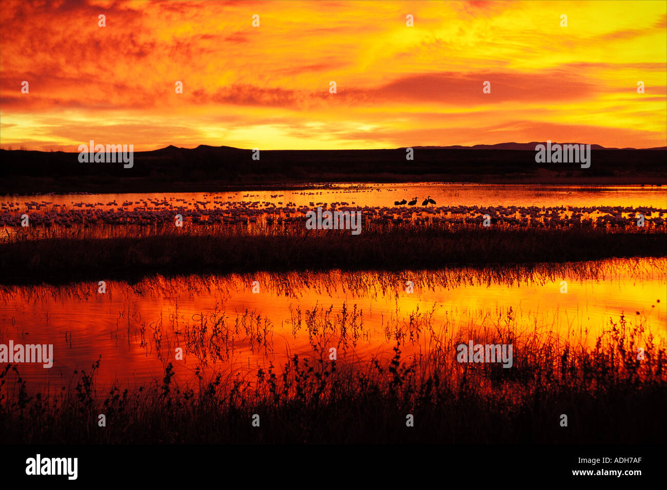 Bosque del Apache Sunrise Stock Photo - Alamy