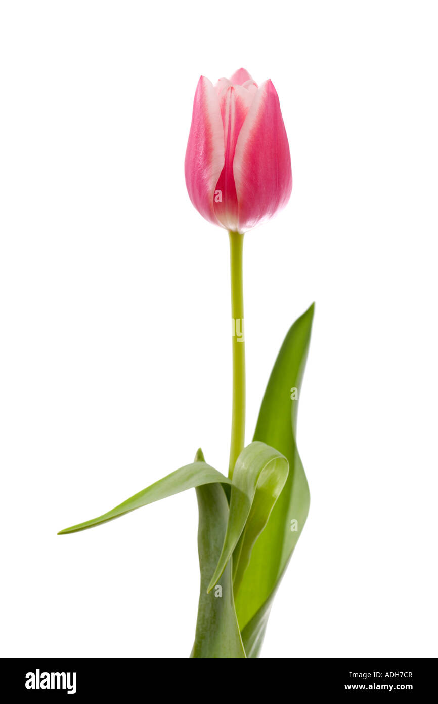 Pink tulip close up Stock Photo - Alamy
