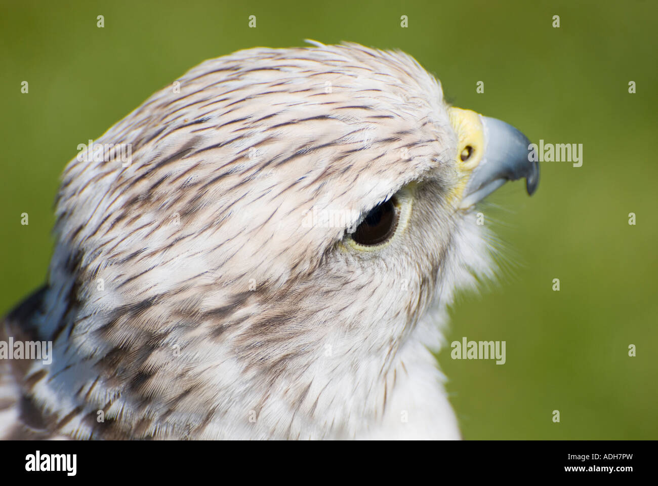 Raptor head hi-res stock photography and images - Alamy