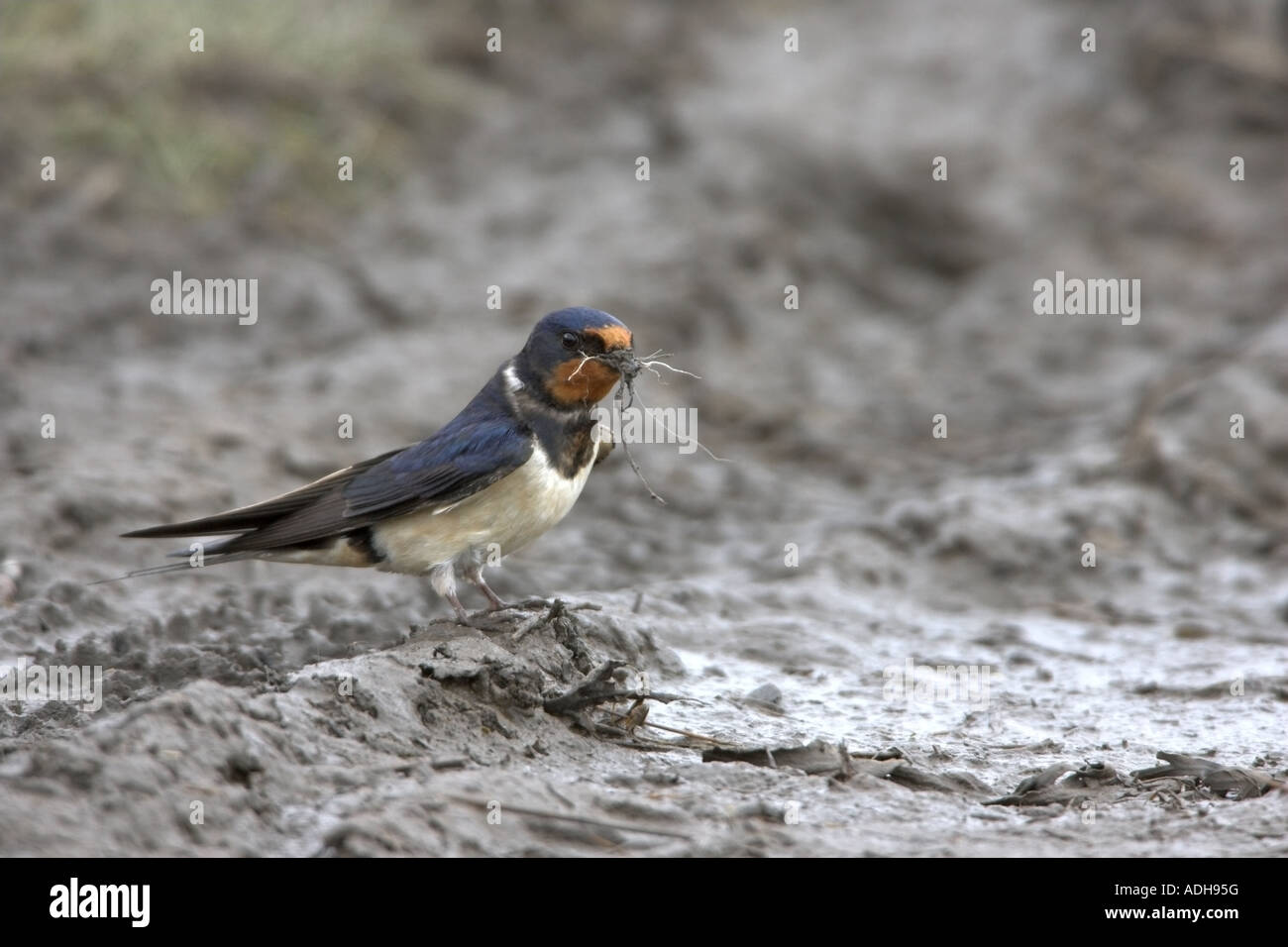 Barn Swallow Hirundo rustica adult female collecting mud & grass for ...