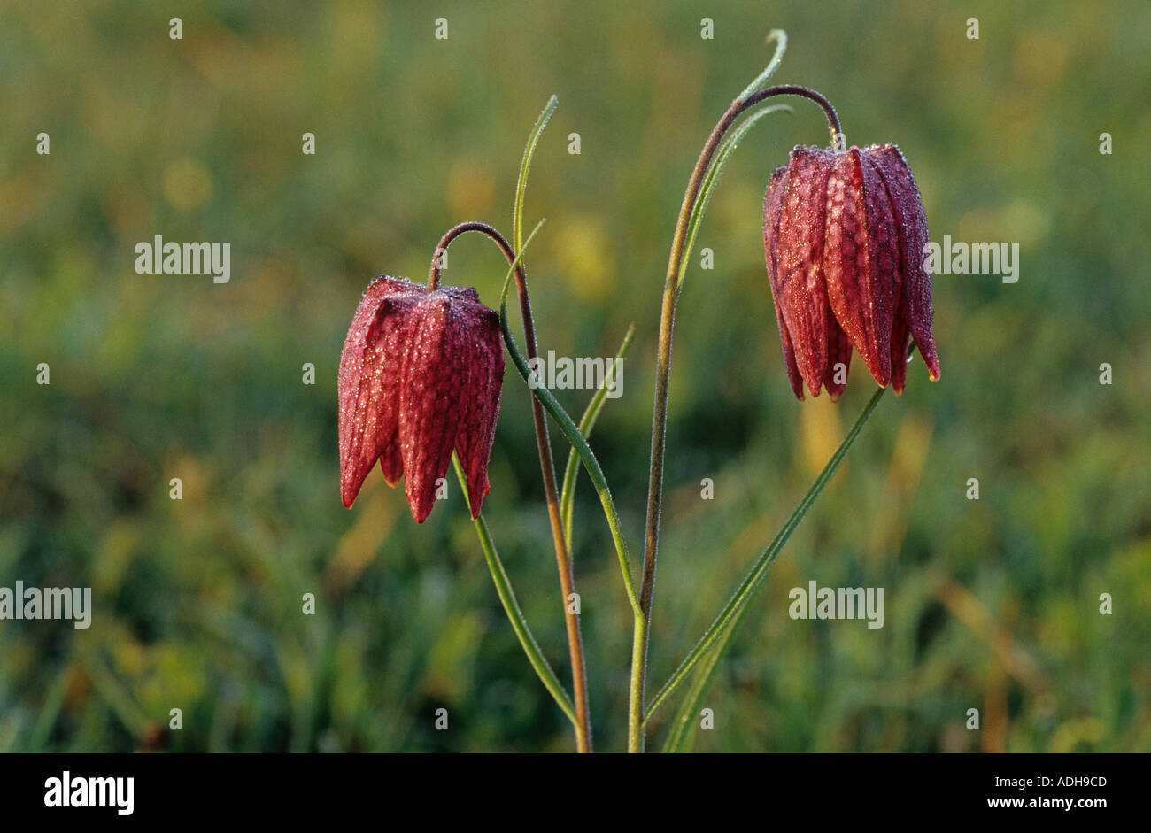 Snakehead fritillary hi-res stock photography and images - Alamy