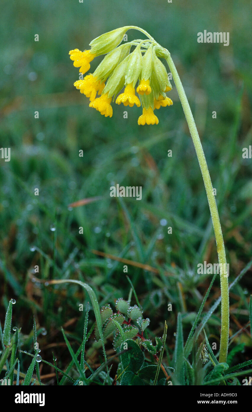 Cowslip portrait hi-res stock photography and images - Alamy