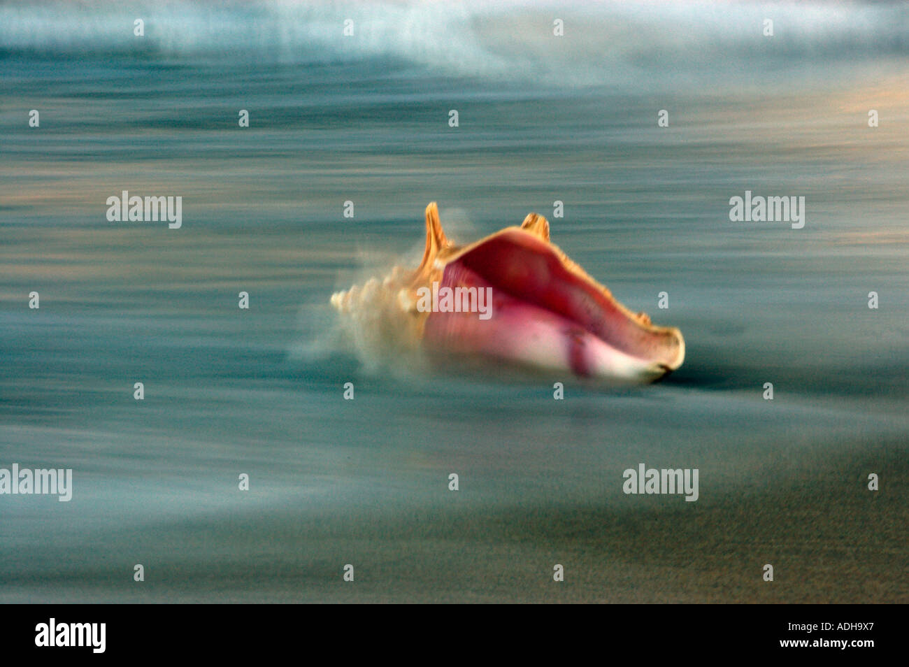 conch shell on beach, photo, photos, pictures, image, images ...