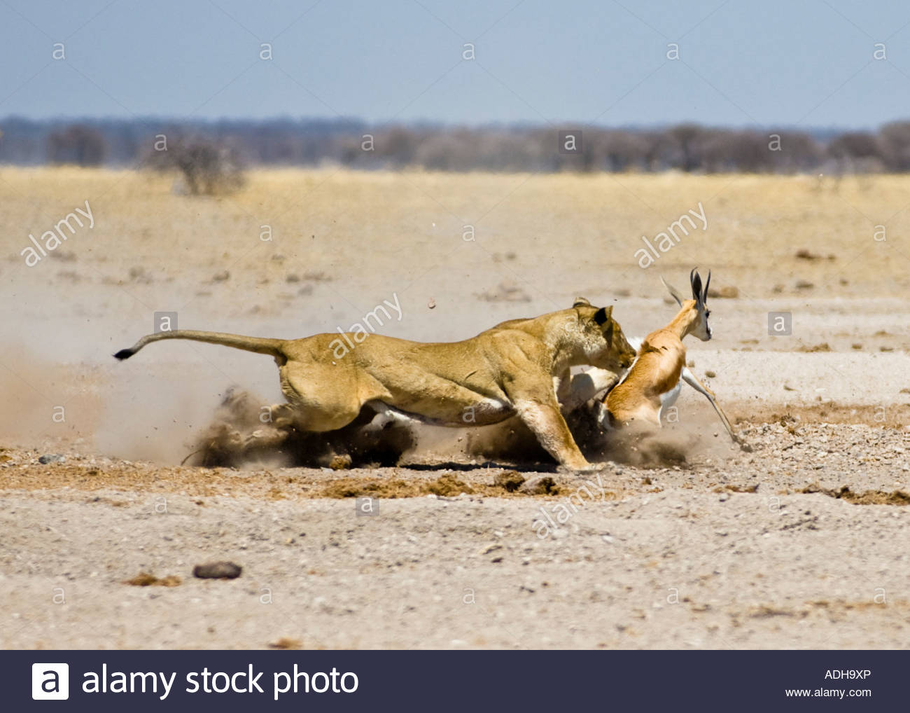 Predator Chasing Prey High Resolution Stock Photography and Images - Alamy