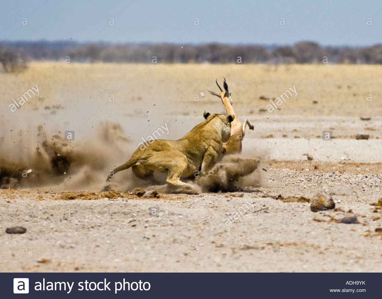Lion Attacking Prey Stock Photos & Lion Attacking Prey Stock Images - Alamy
