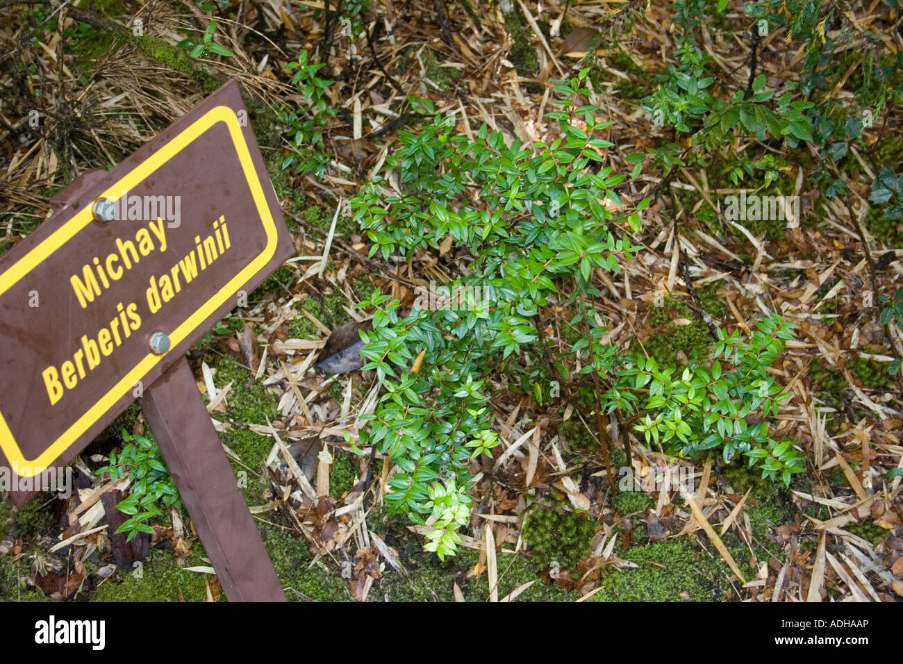 michay berberis darwinii Stock Photo - Alamy