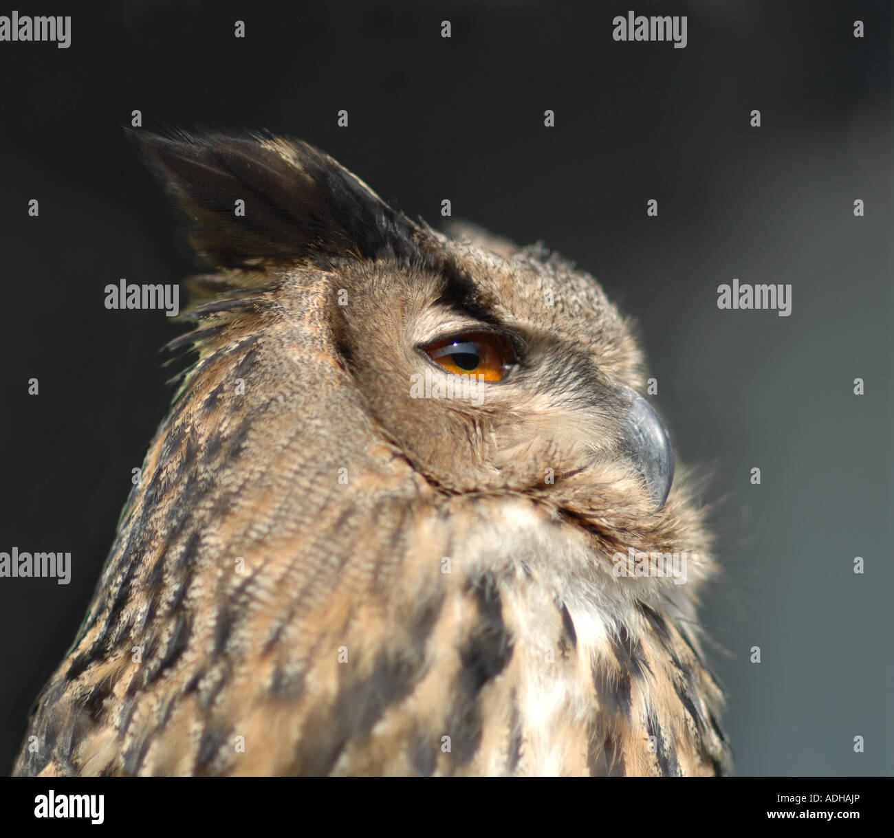 Kentish protected woodland hi-res stock photography and images - Alamy