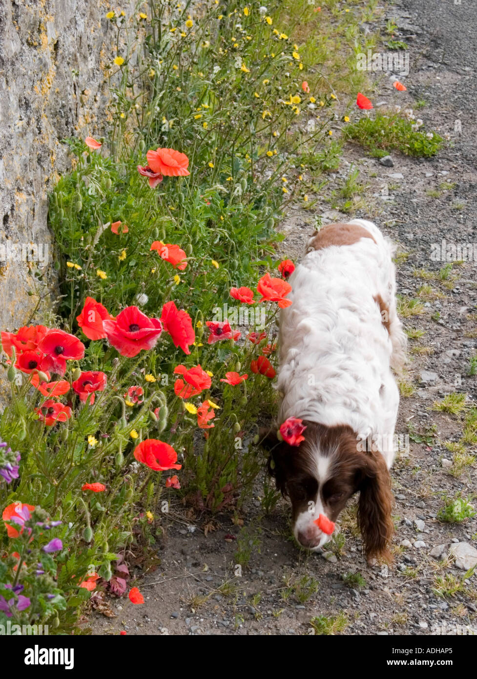 Old dog trouble walking hi-res stock photography and images - Alamy