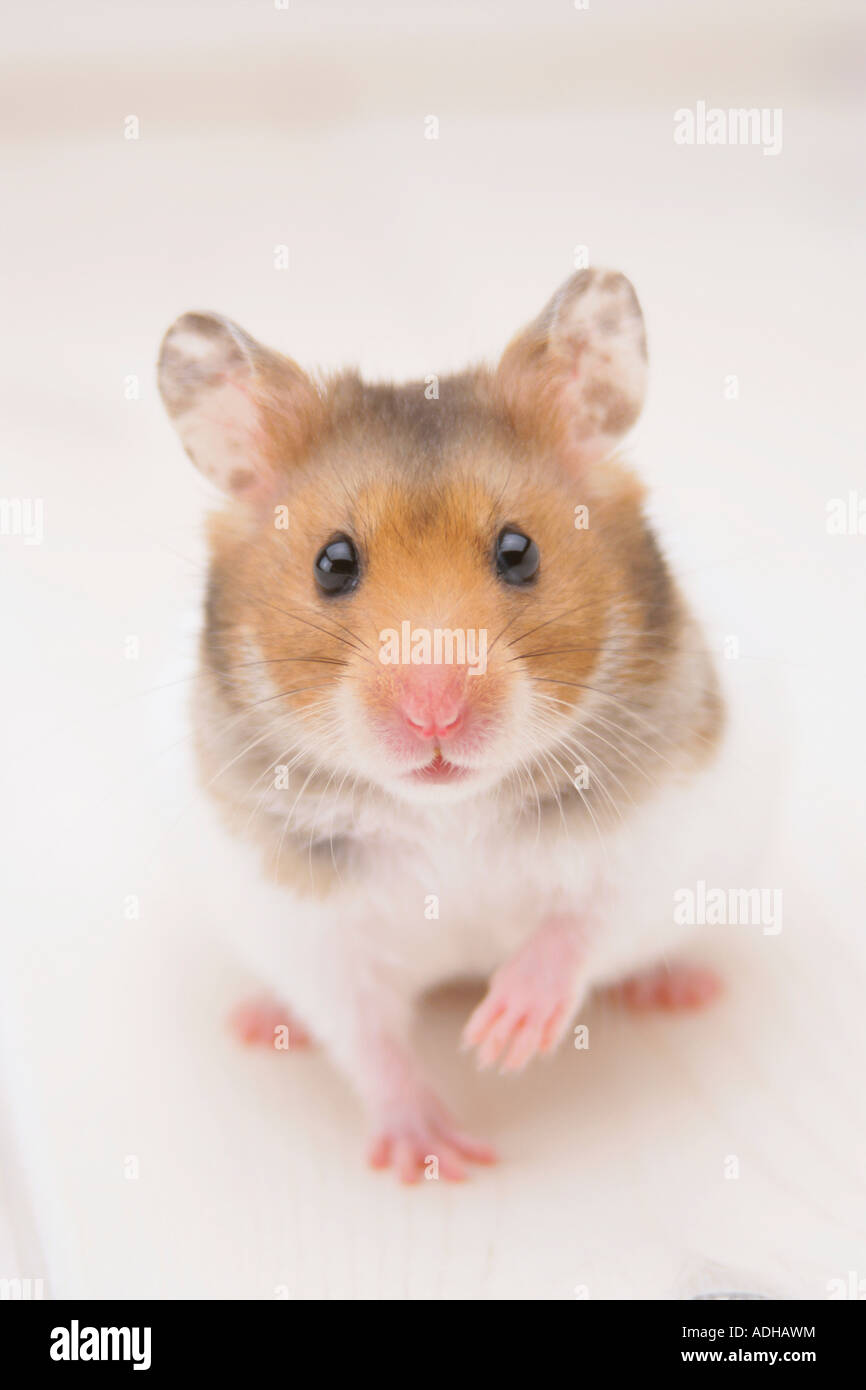 Chinese hamster hi-res stock photography and images - Alamy