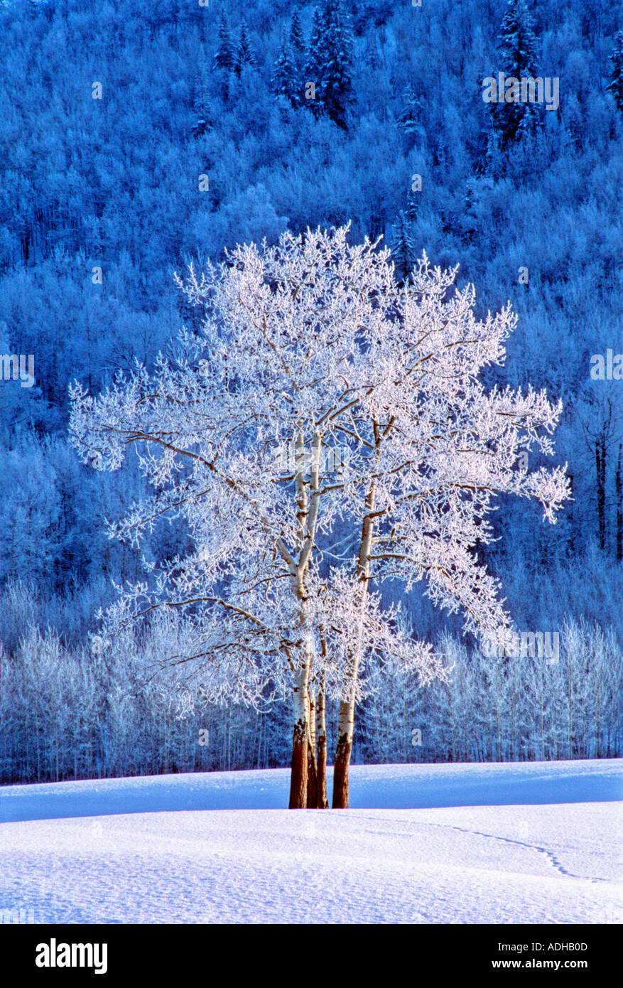 A single Frosted Aspen Tree Stock Photo - Alamy