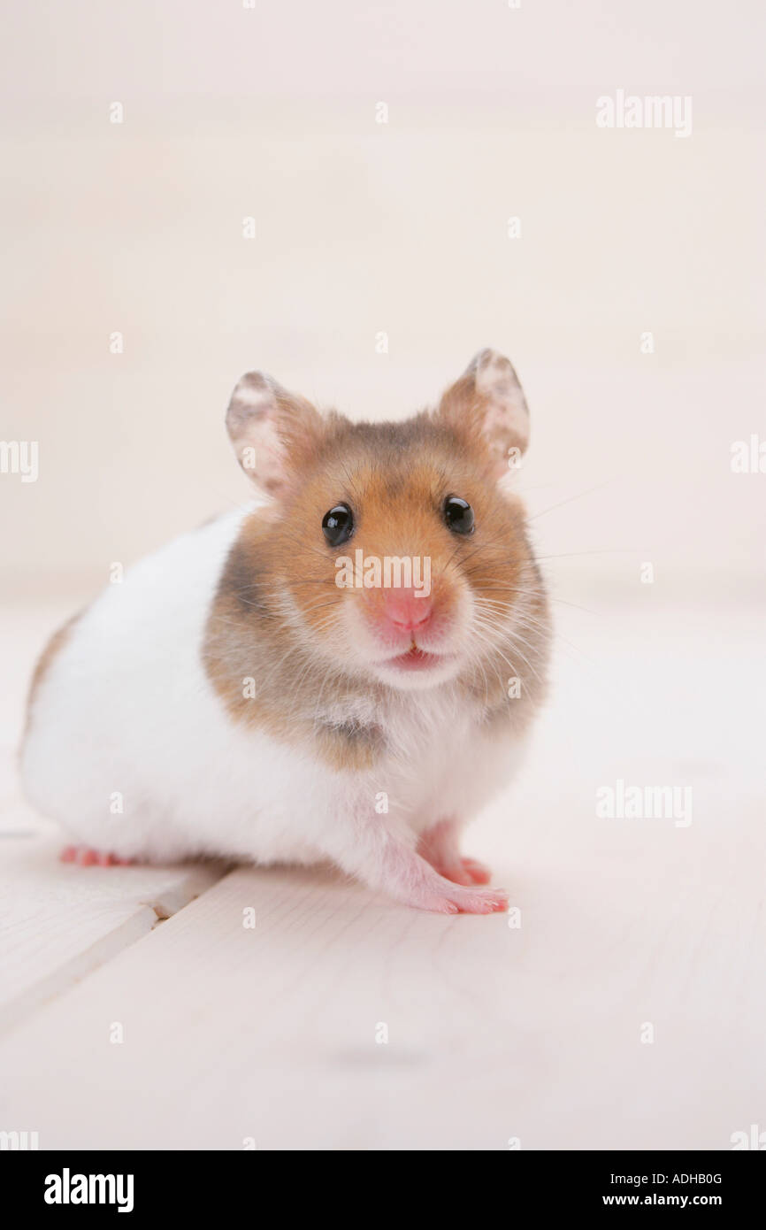 Golden hamster standing hi-res stock photography and images - Alamy