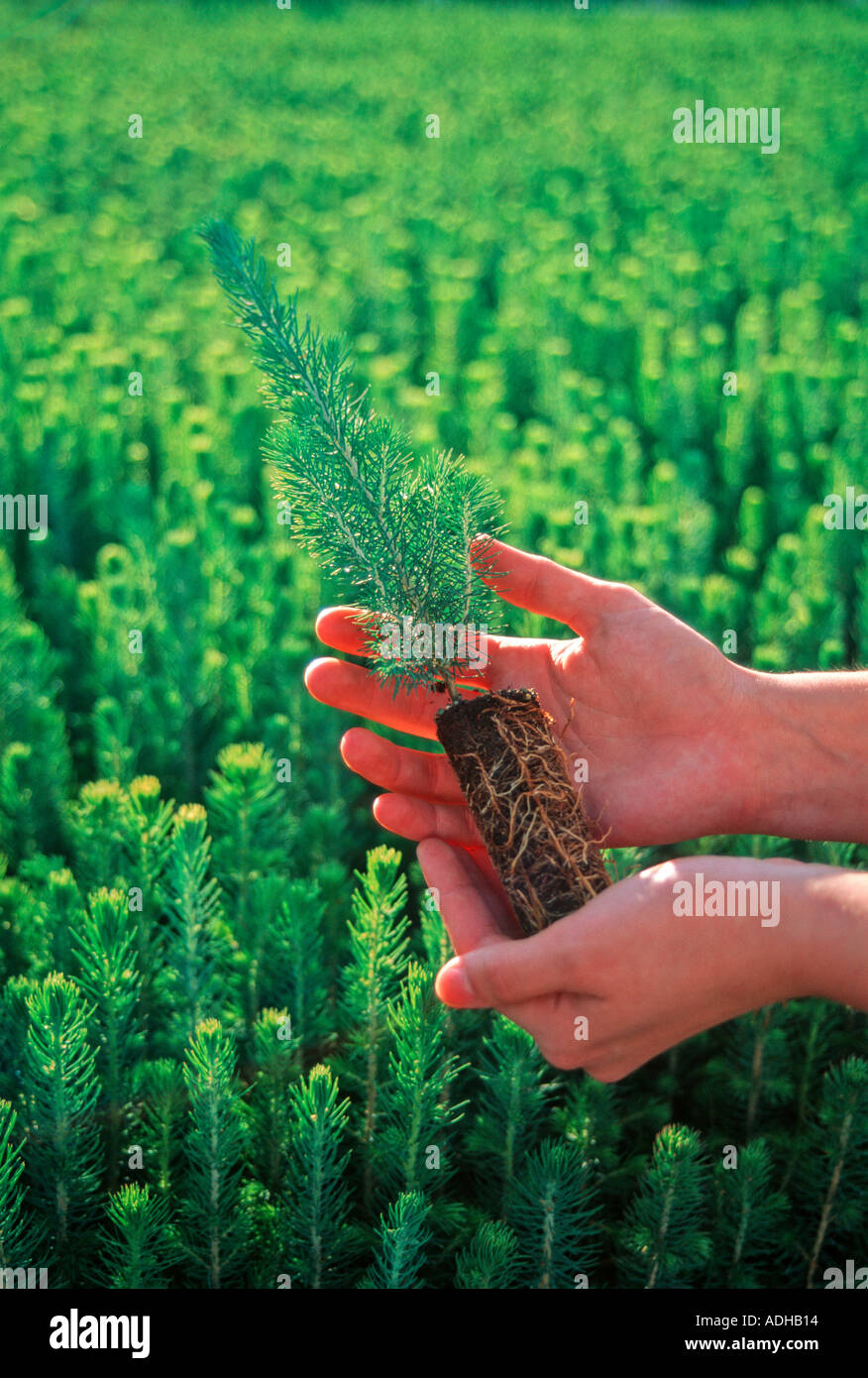 A vertical of a Pine Tree Seedling Stock Photo - Alamy
