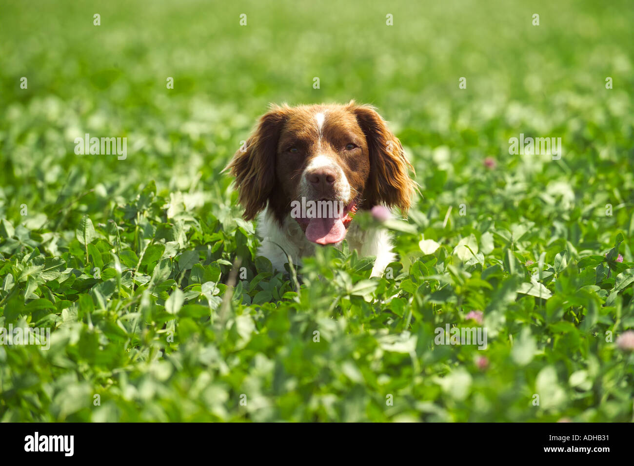 Cocker Spaniel Dog Running through heather South Wales HJ Stock Photo ...