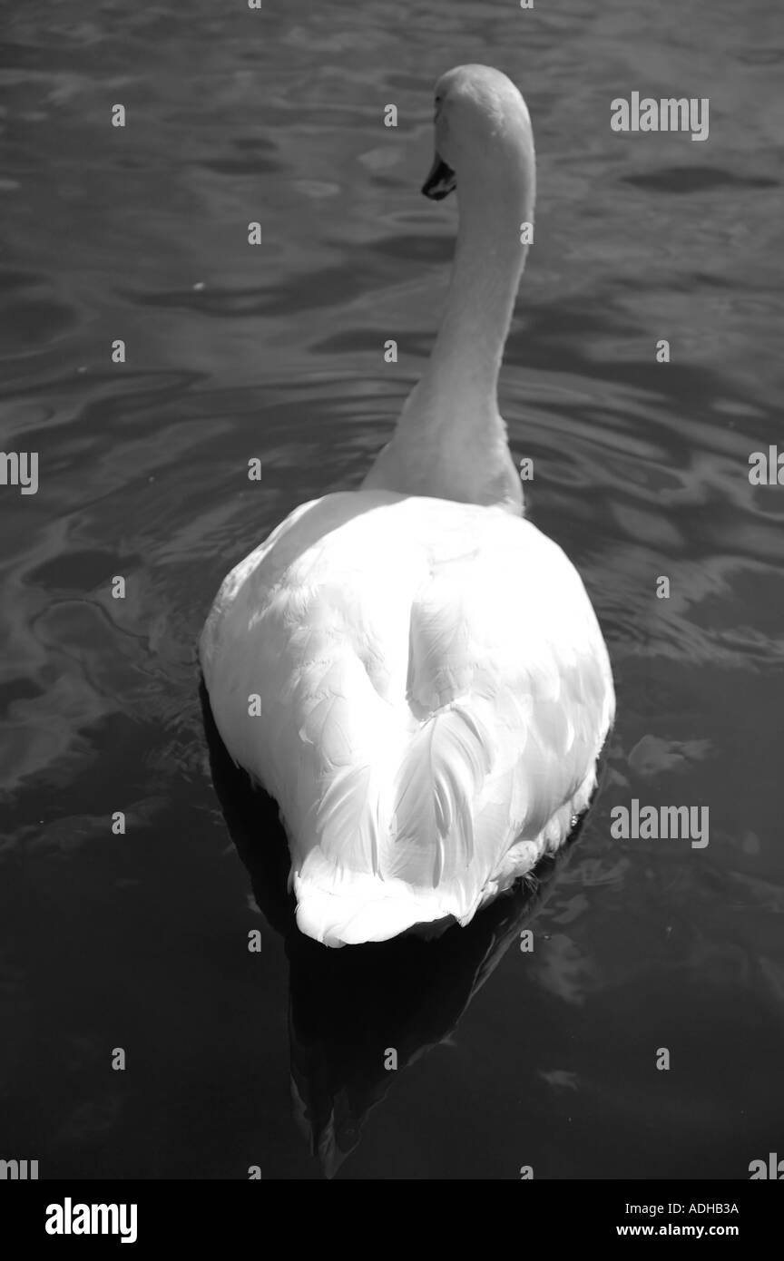 Swan rear view Black and White Stock Photos & Images - Alamy
