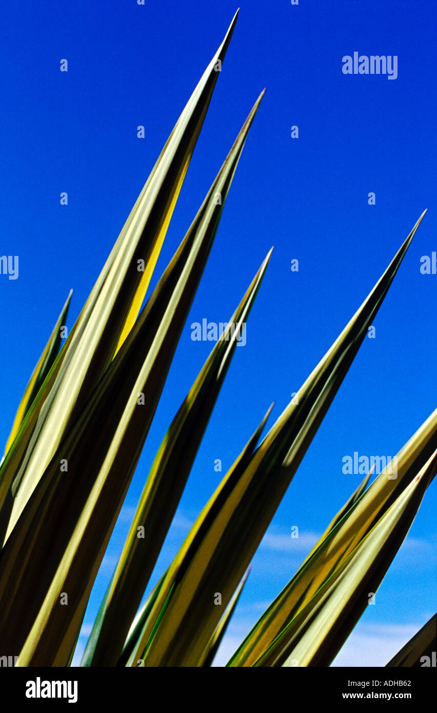 Spiky tropical plant hi-res stock photography and images - Alamy