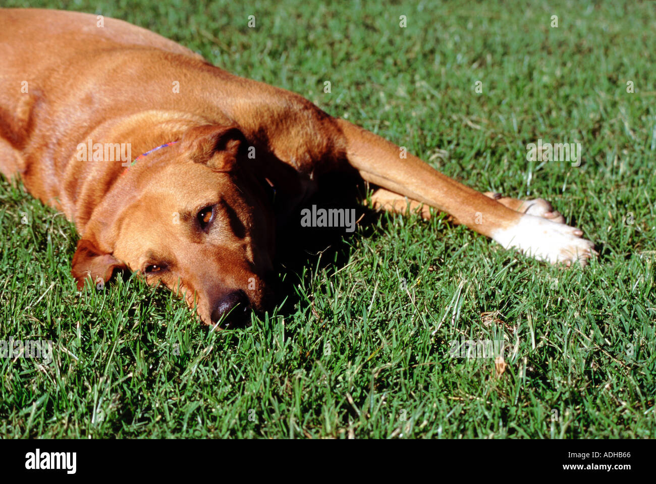 cute playful dog Stock Photo - Alamy