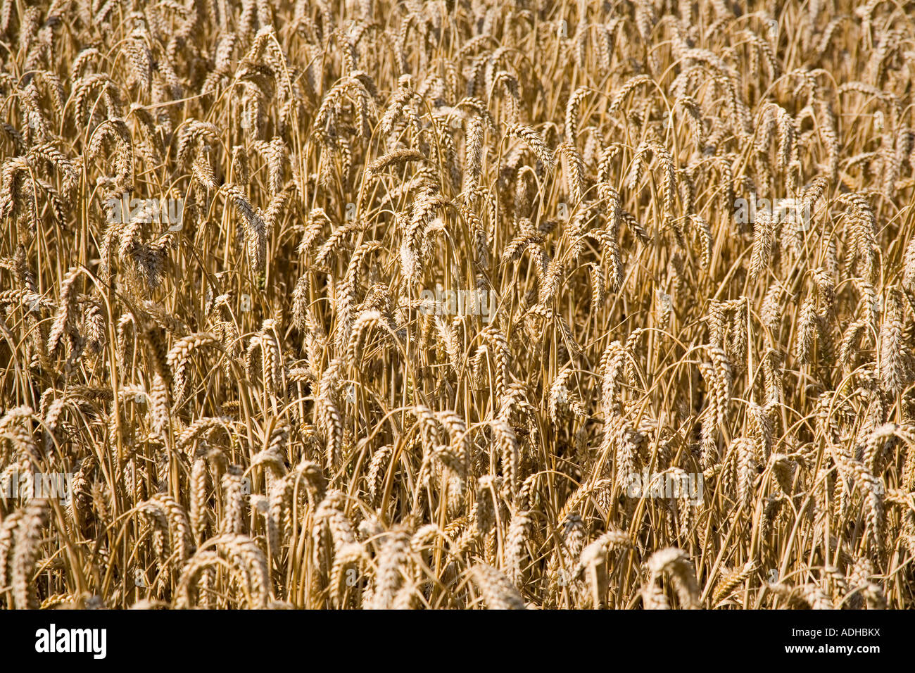 Wheat field, Kent, England. UK Stock Photo - Alamy