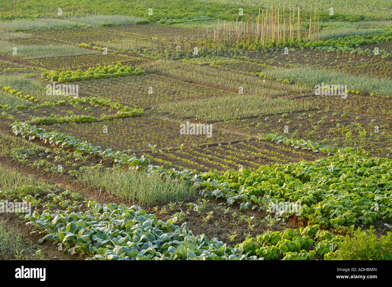 Neatly tended vegetable patches, Transylvania, Romania Stock Photo - Alamy