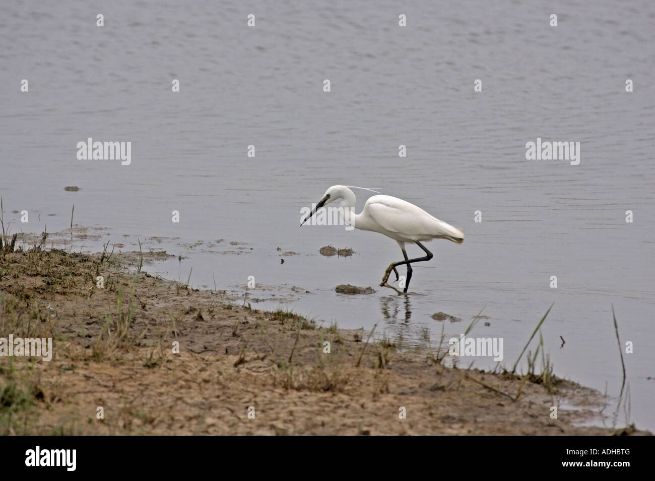 Little Egret Egretta garzetta adult wading in shallow water Cley Marsh ...