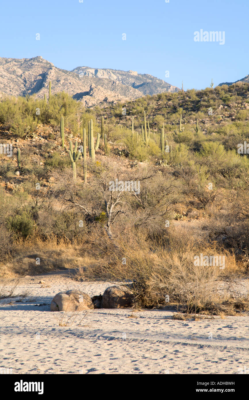 Dry riverbed in Catalina State Park near Tucson, Arizona, USA Stock ...