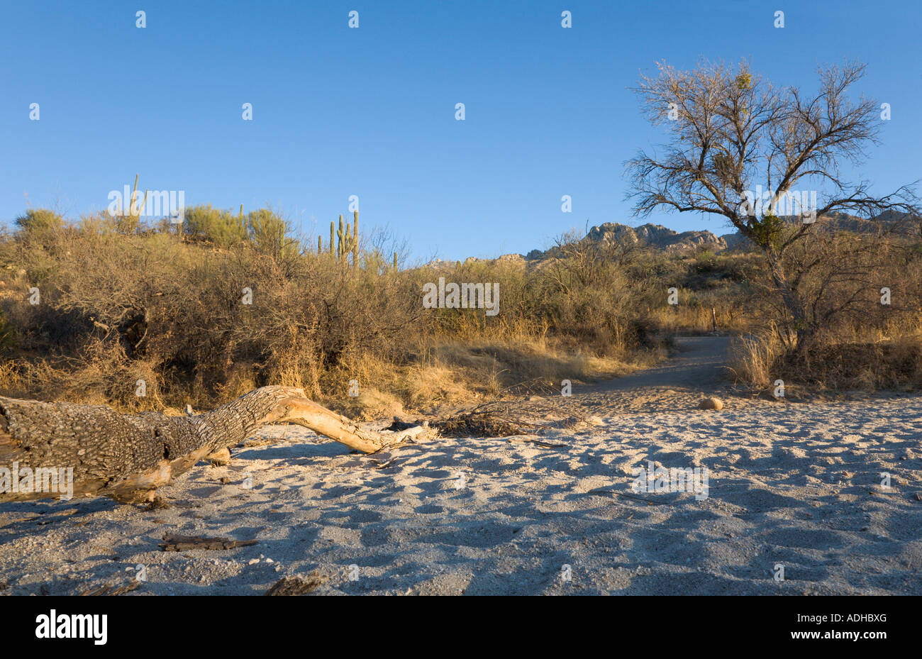 Sand hills state forest hi-res stock photography and images - Alamy