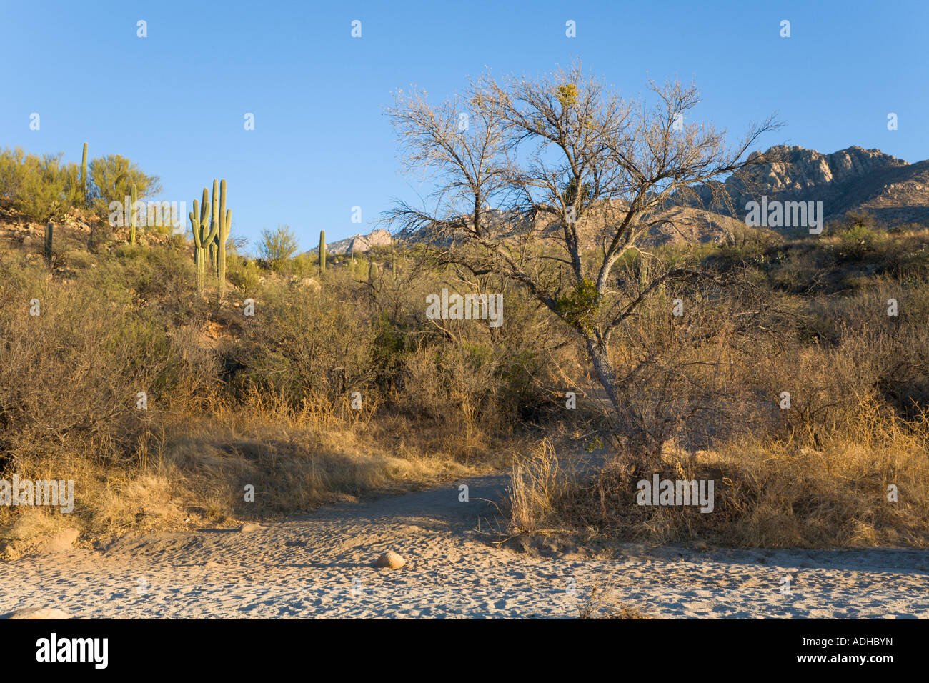 Dry riverbed in Catalina State Park near Tucson, Arizona, USA Stock ...