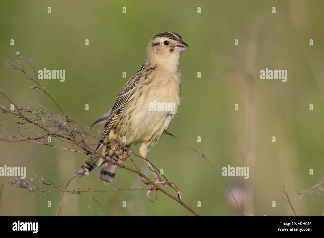Bobolink prairie hi-res stock photography and images - Alamy